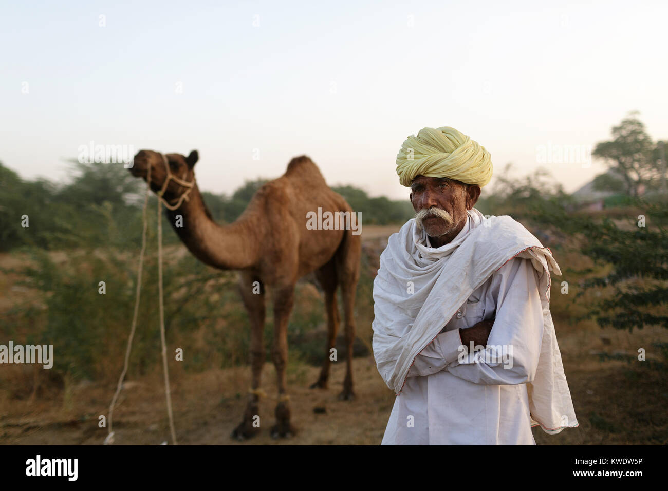 Scene at Pushkar Camel Fair, portrait of a trader with a camel, wearing ...