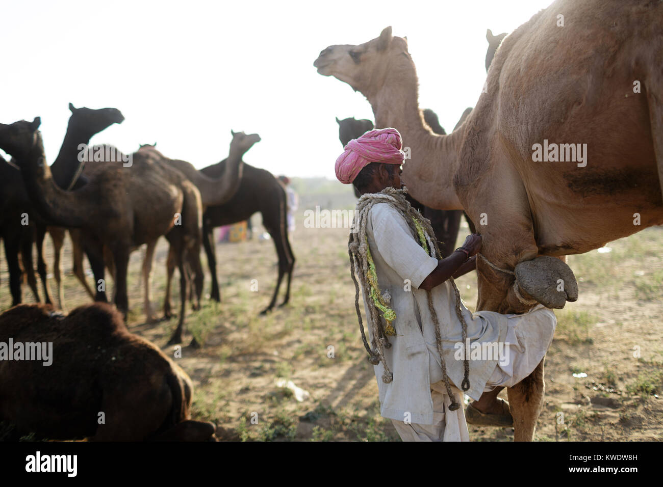 Camel leg hi-res stock photography and images - Alamy