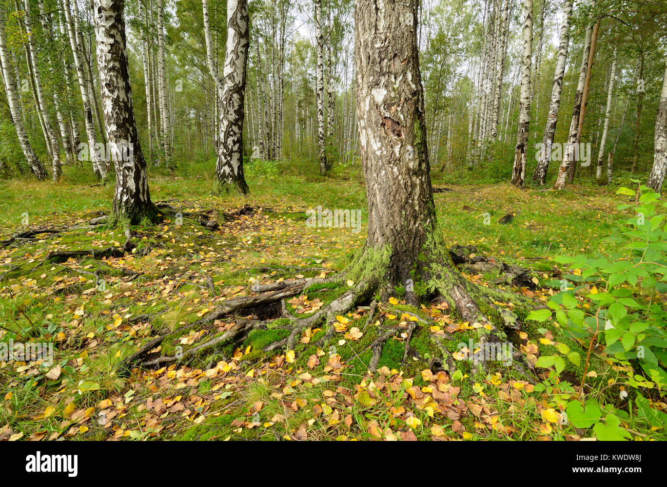 Autumn in the forest.Large tree roots on the surface of the earth Stock ...