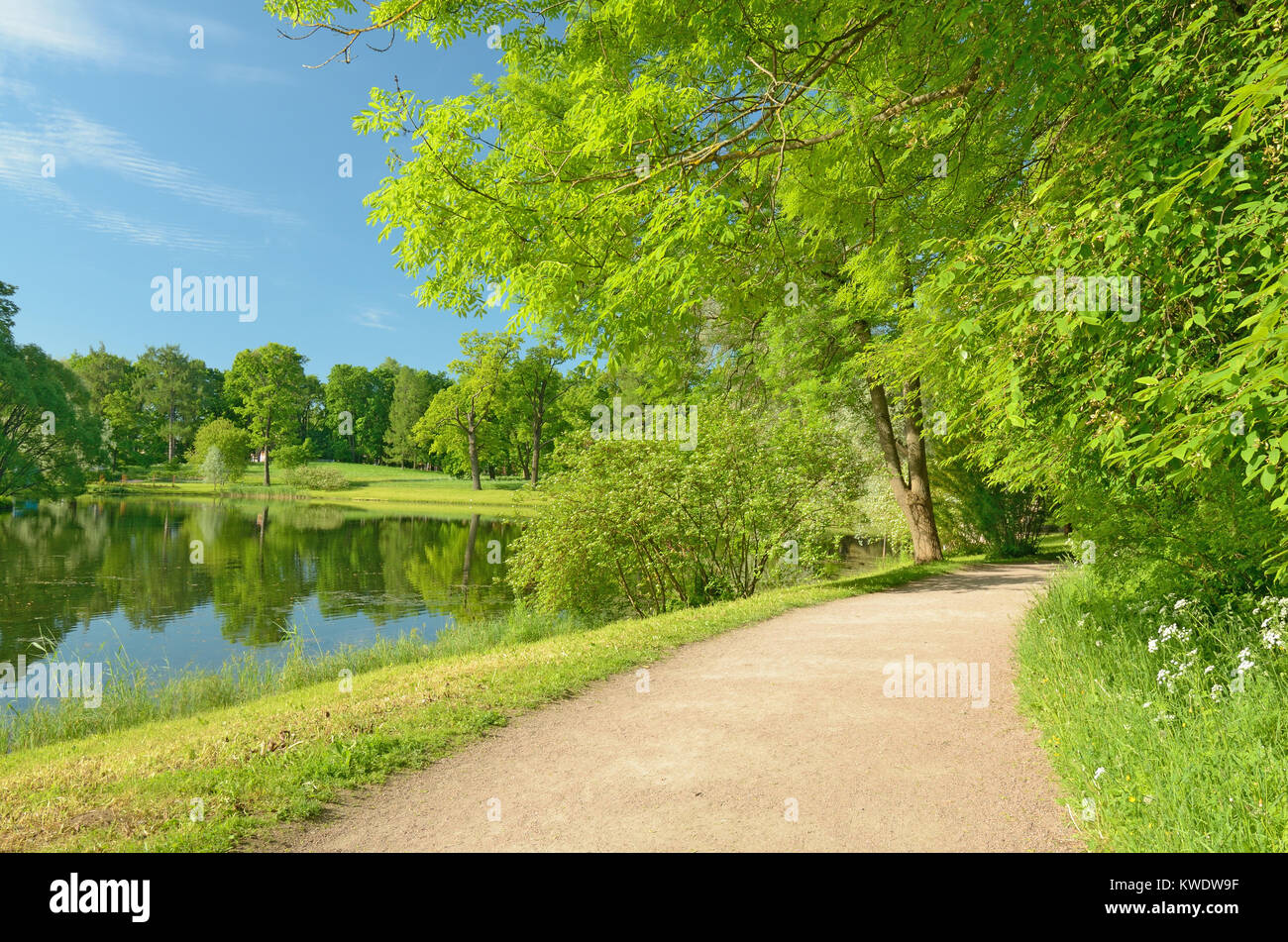 The wide, sandy trail in the woods for walks Stock Photo - Alamy