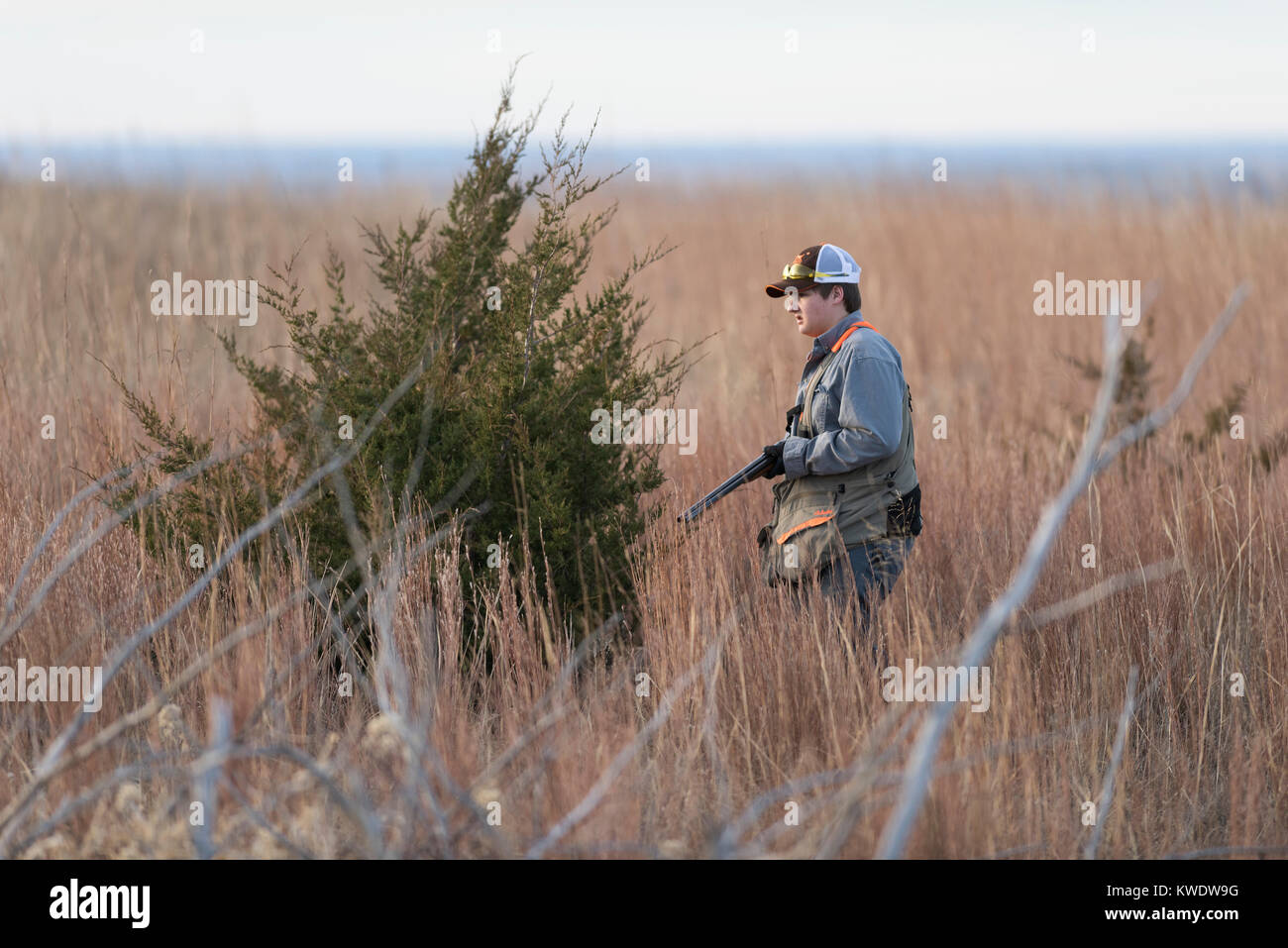A young Quail hunter in Kansas on a late Autumn day with Bobwhite Quail ...