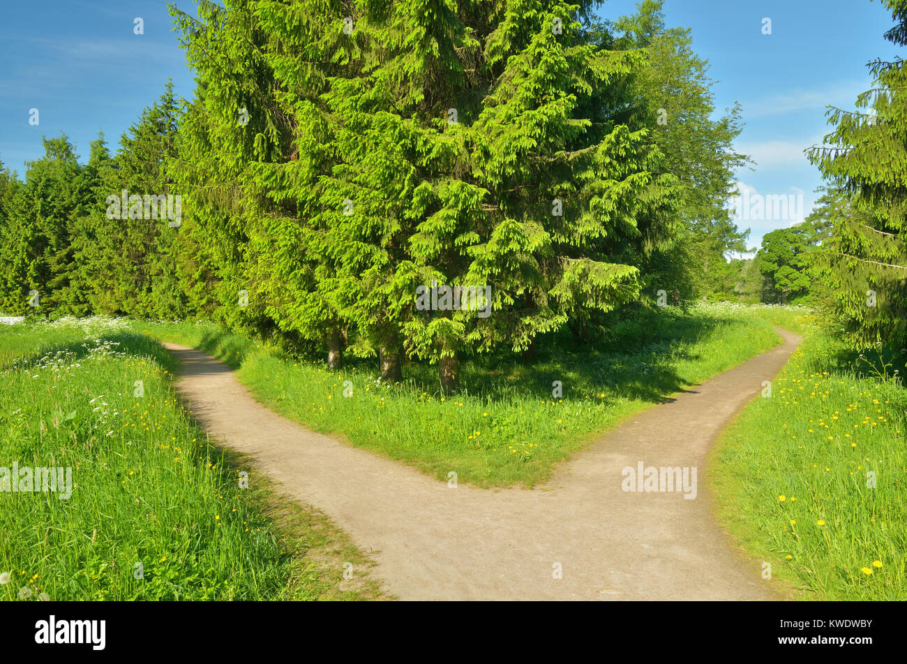 The wide, sandy trail in the woods for walks Stock Photo - Alamy