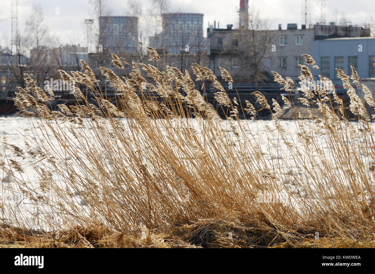 Dry reeds growing on the banks of the river.the plant bends in the wind ...