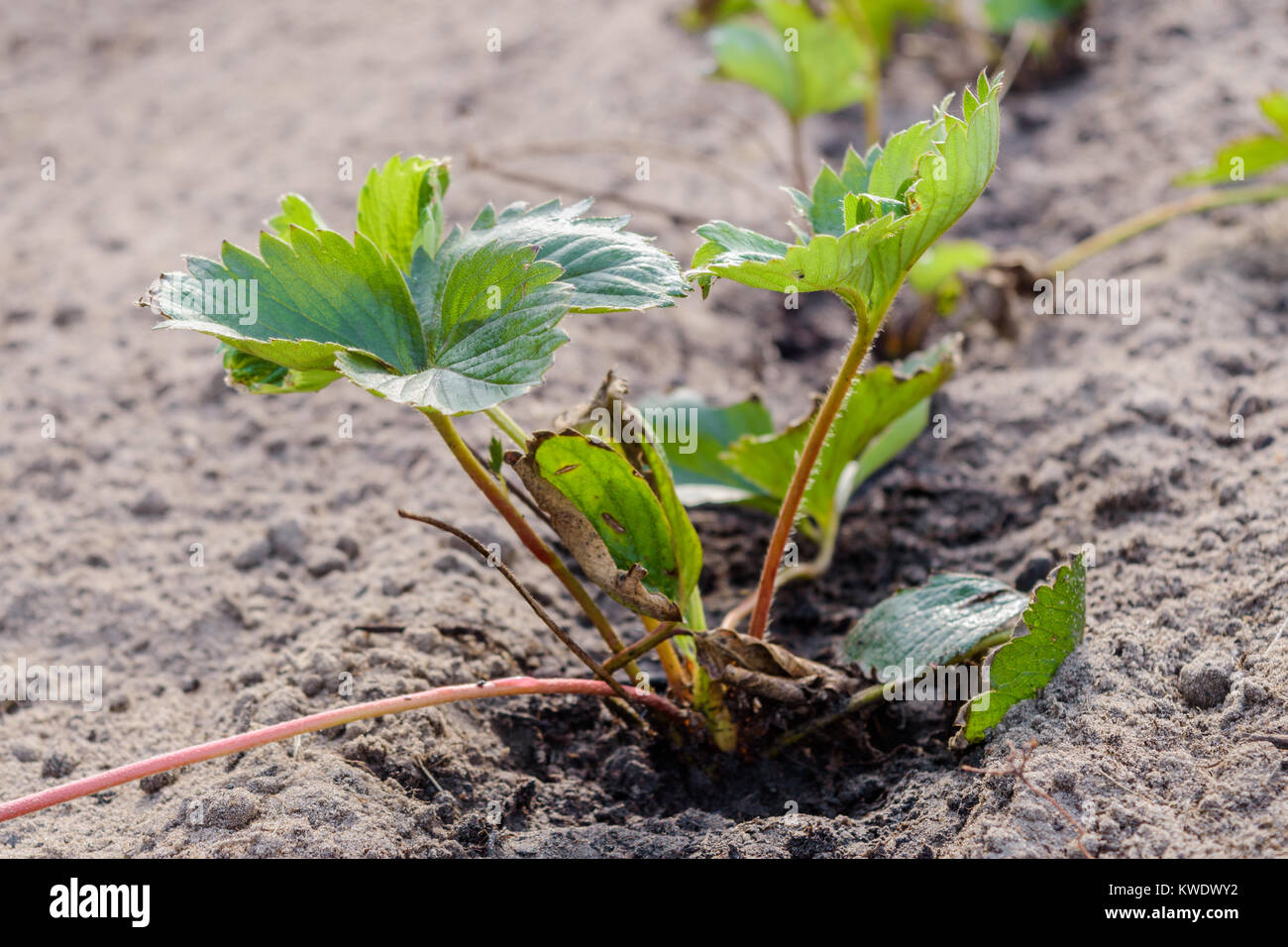 Planting Strawberries In The Spring