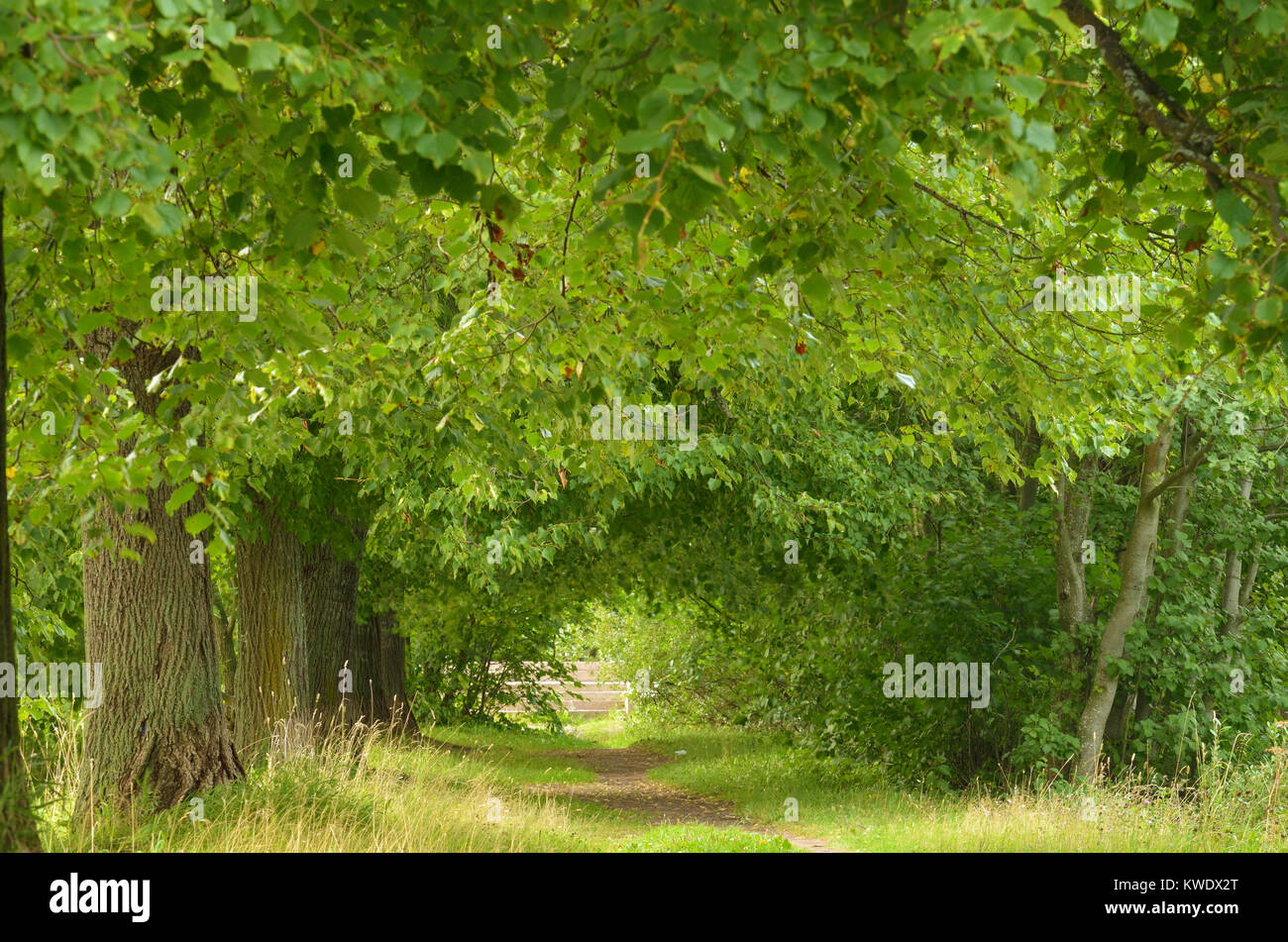Low hanging branches hi-res stock photography and images - Alamy