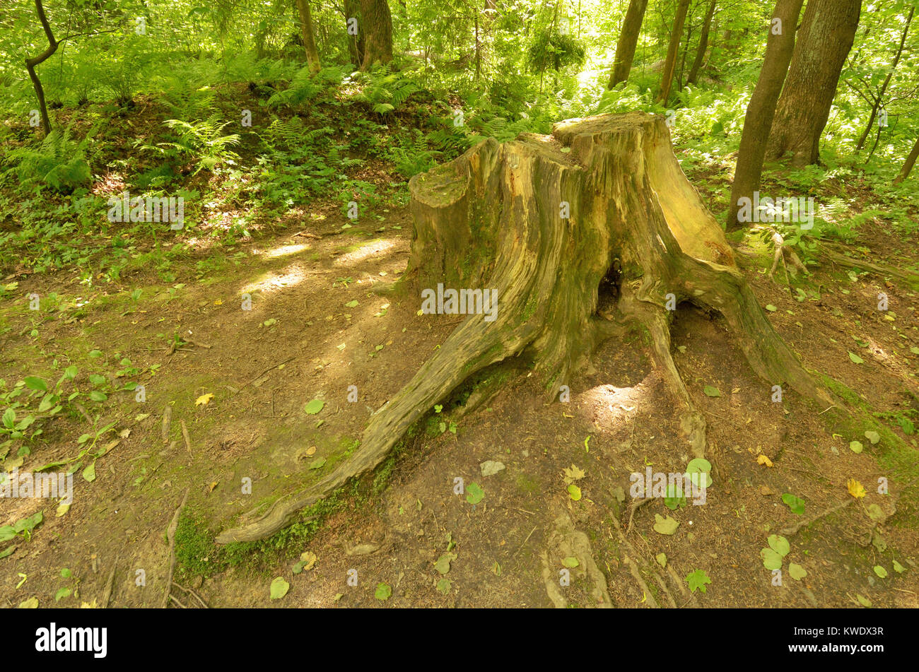 We see untouched nature and a rotten tree stump in the woods Stock ...