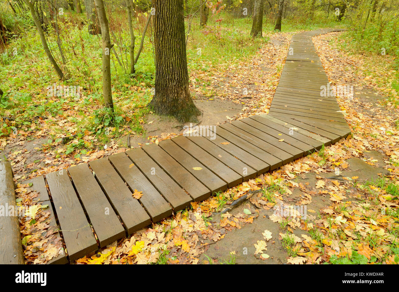 Wooden walkway in the woods.On her walk to Park visitors Stock Photo ...