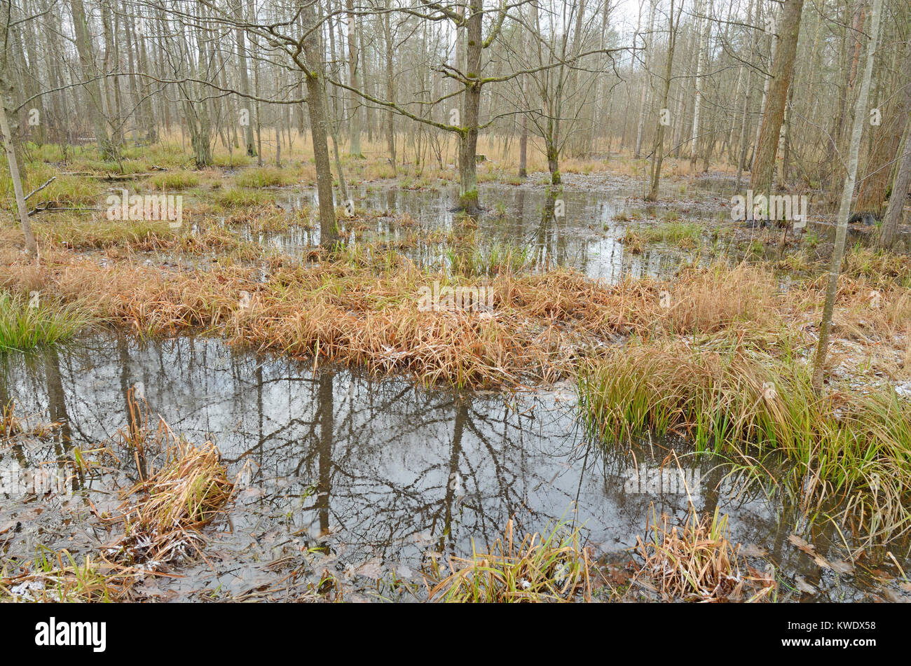Wildlife in the forest.The trees in the swamp in the woods Stock Photo ...
