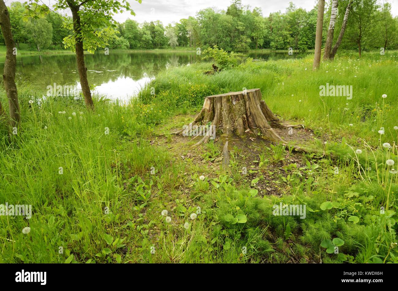 The nThe natural landscape in forest with green vegetation on the shore ...