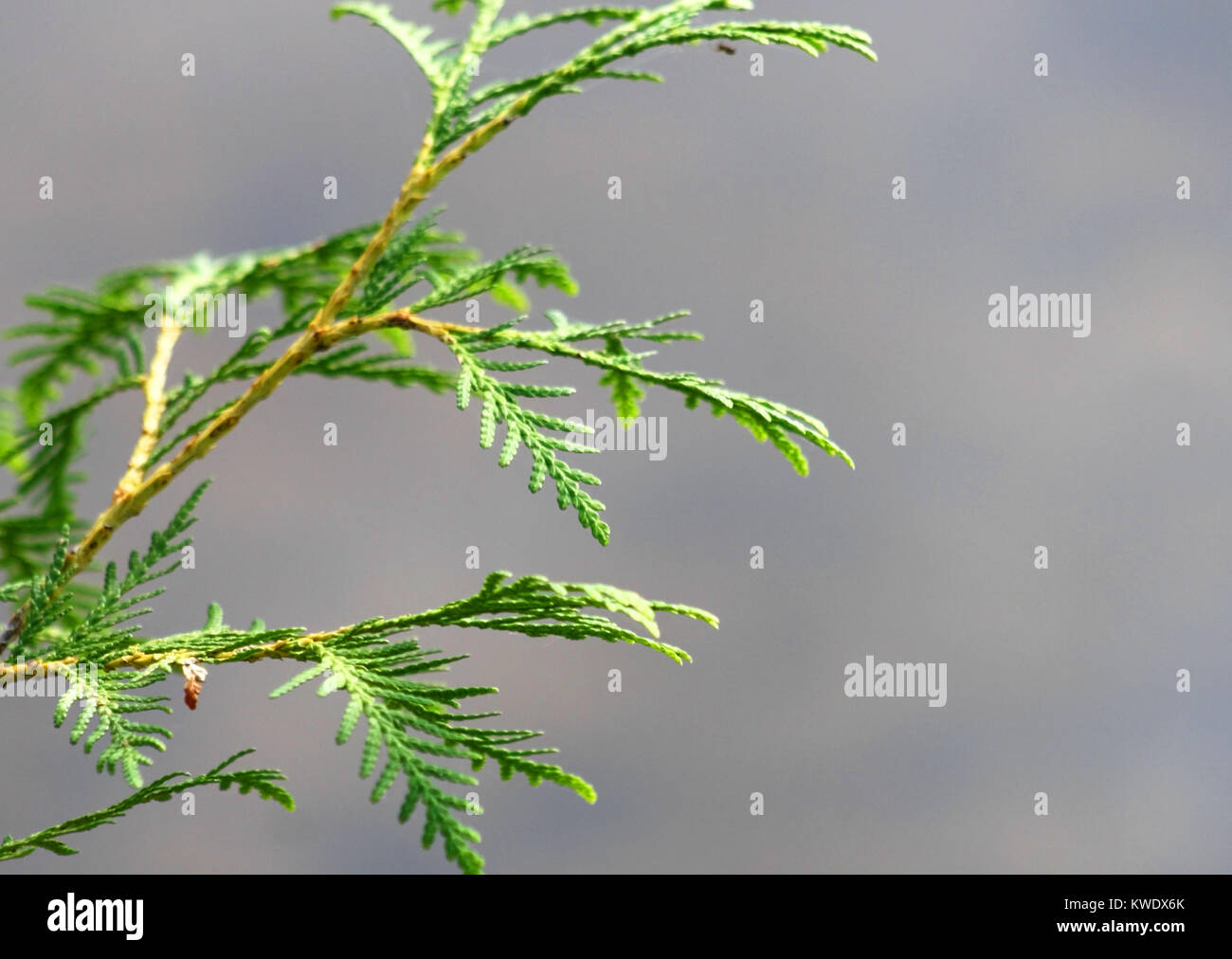 Delicate needle type leaves of a Cedar bush Stock Photo - Alamy