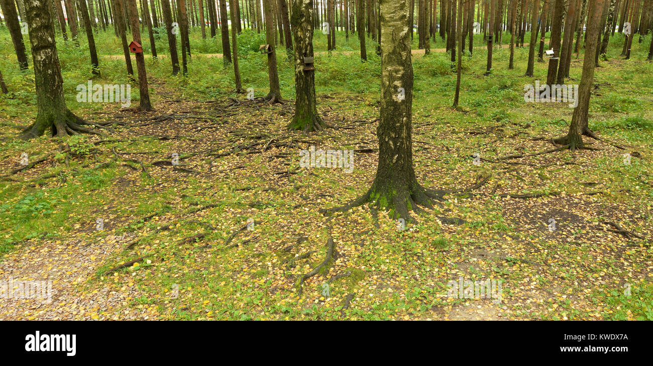 Tree roots on surface soil hi-res stock photography and images - Alamy