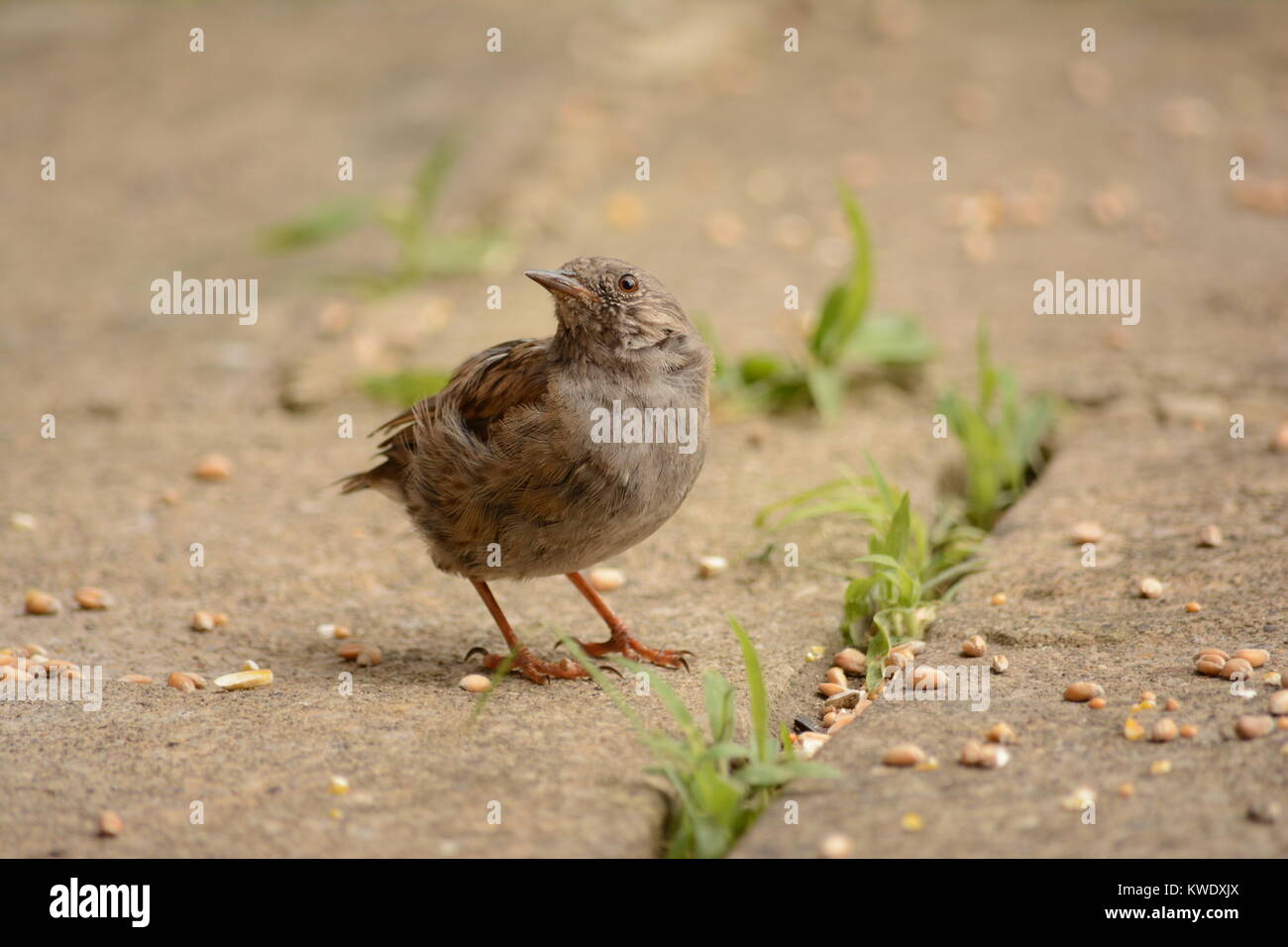 Mating pose hi-res stock photography and images - Alamy