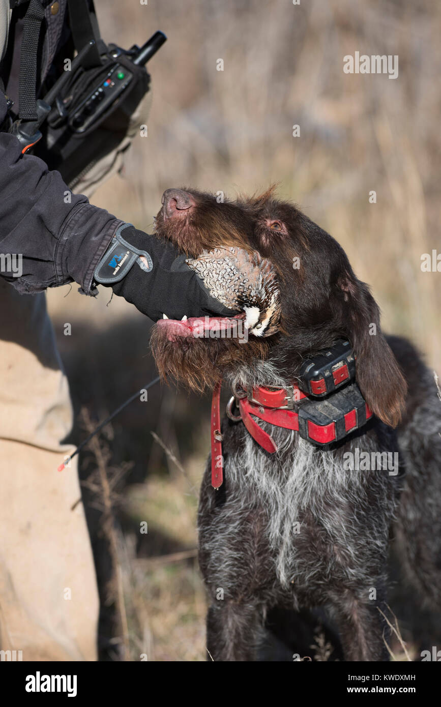 A German Wirehaired Pointer retrieving a Bobwhite Quail in Kansas on a ...