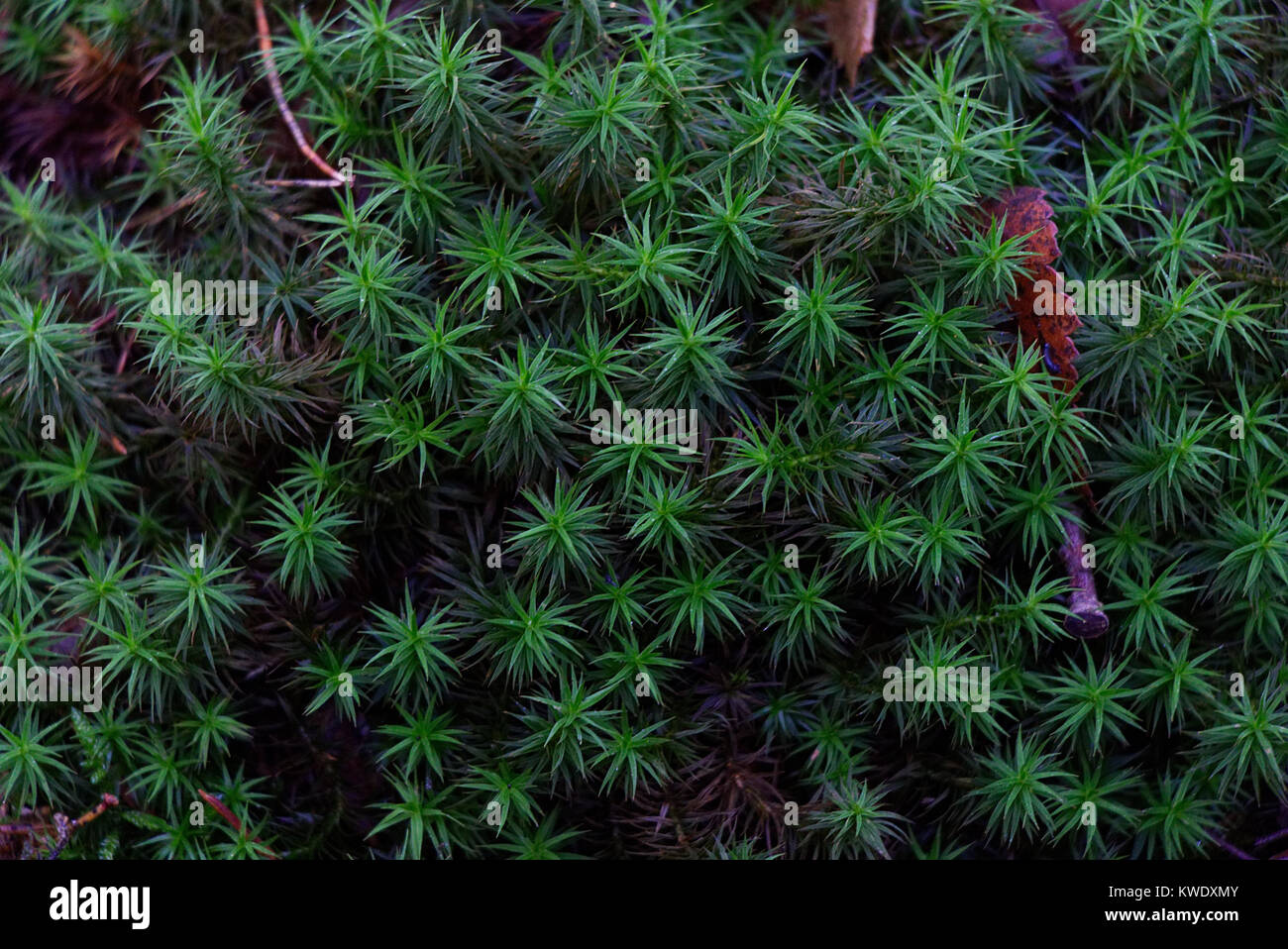 Spiky Shrubs Landscaping