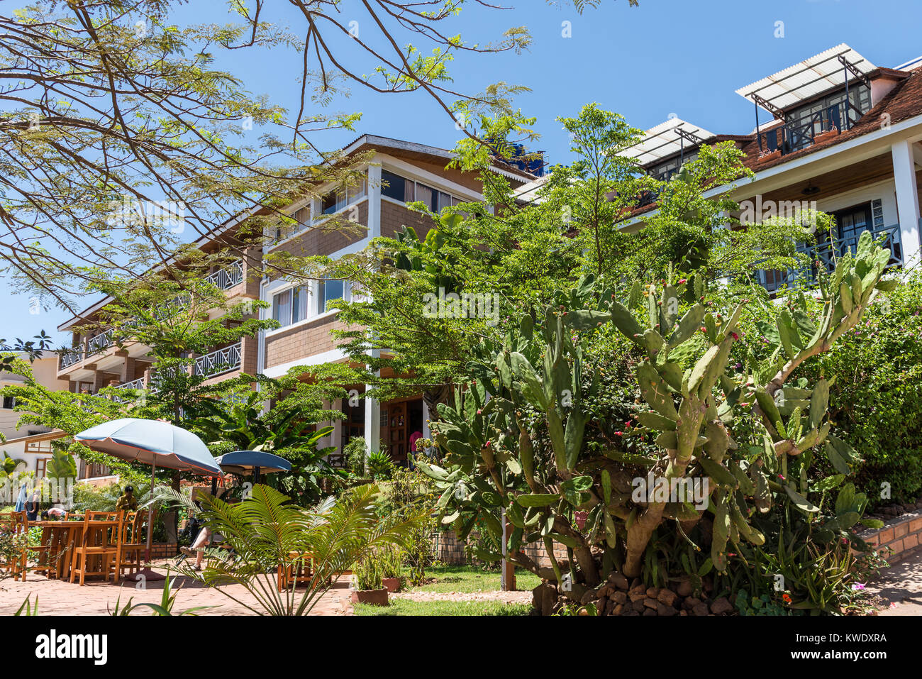 Madagascar plants hi-res stock photography and images - Alamy