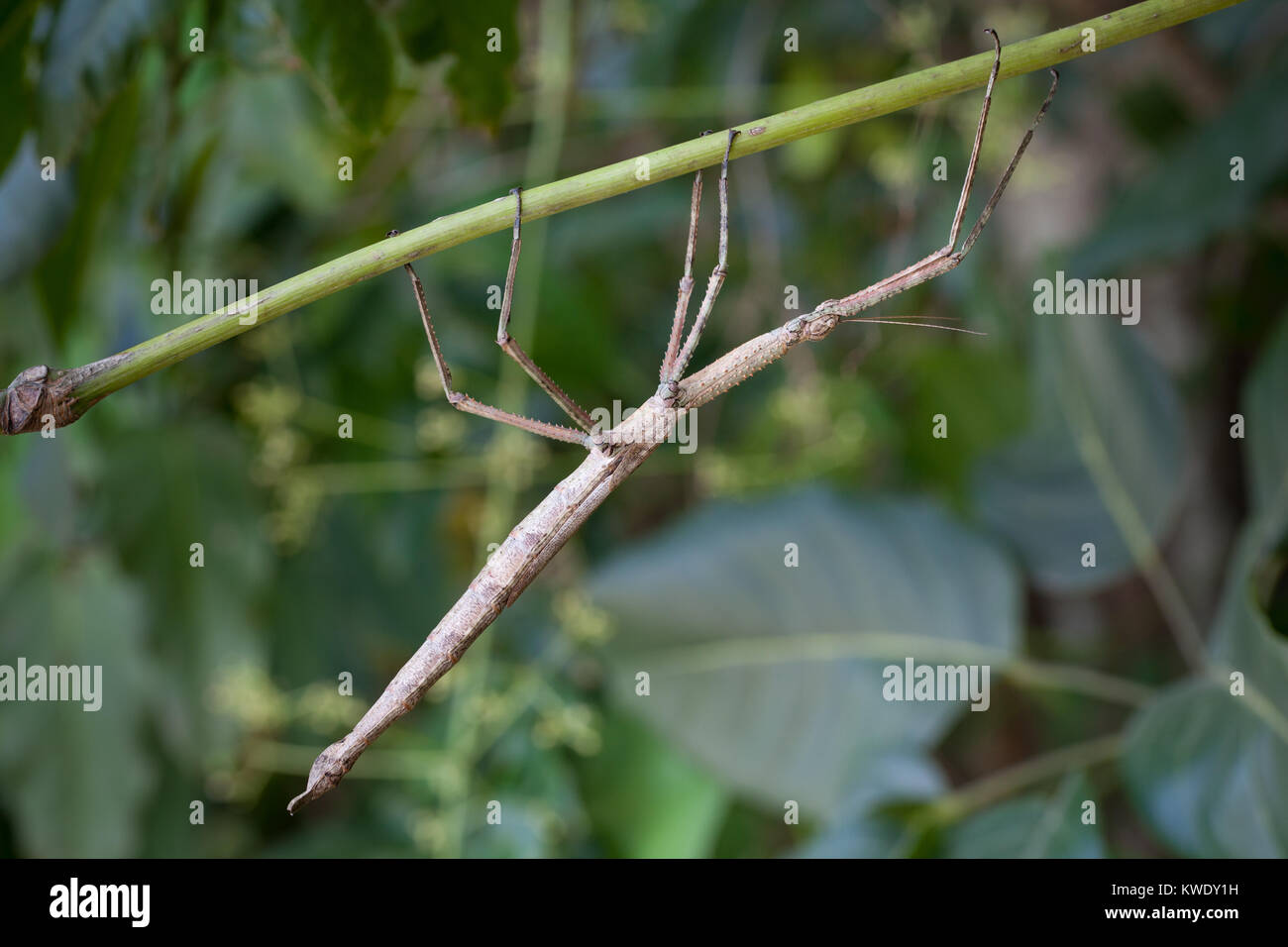 Strong Stick Insect (Anchiale briareus) adult female in foliage ...