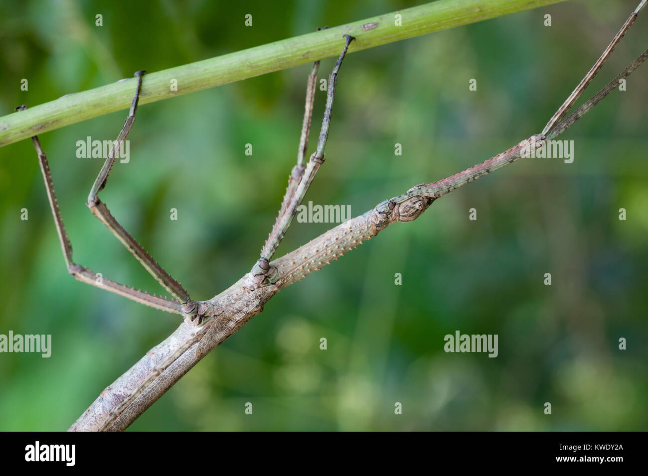 Stick insect camouflage hi-res stock photography and images - Alamy