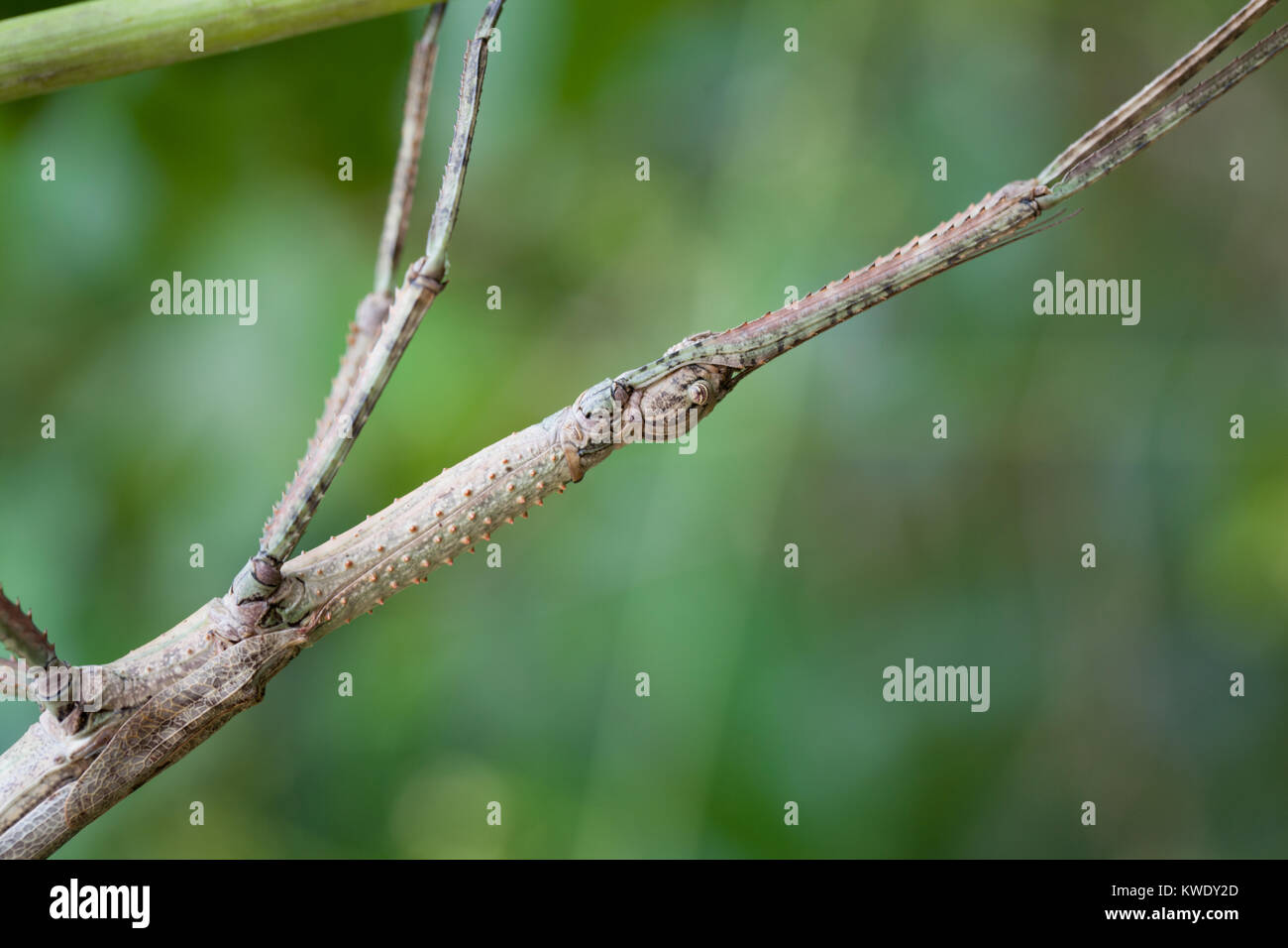 Strong stick insect hi-res stock photography and images - Alamy