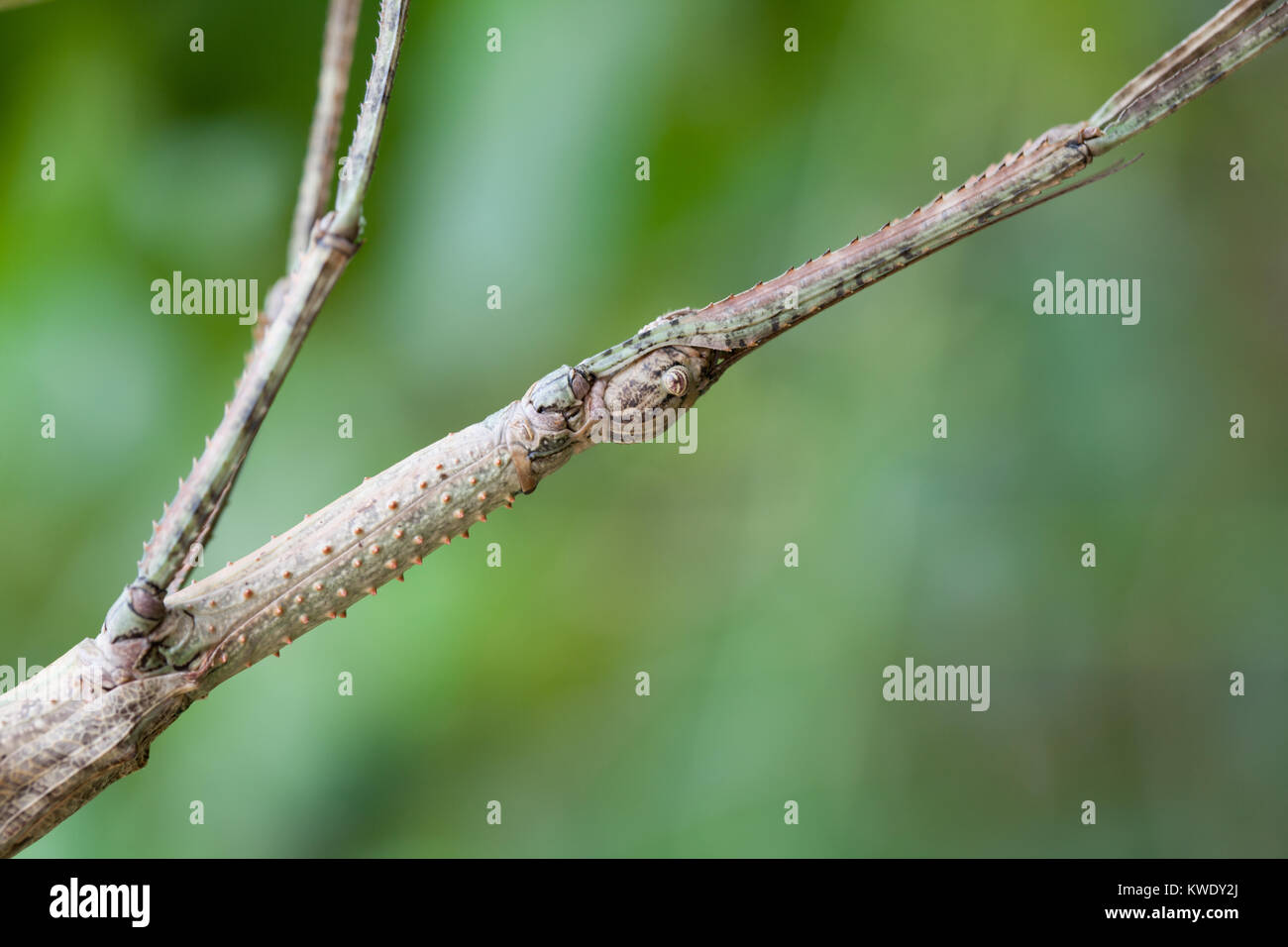 Strong Stick Insect (Anchiale briareus) adult female in foliage. Close ...