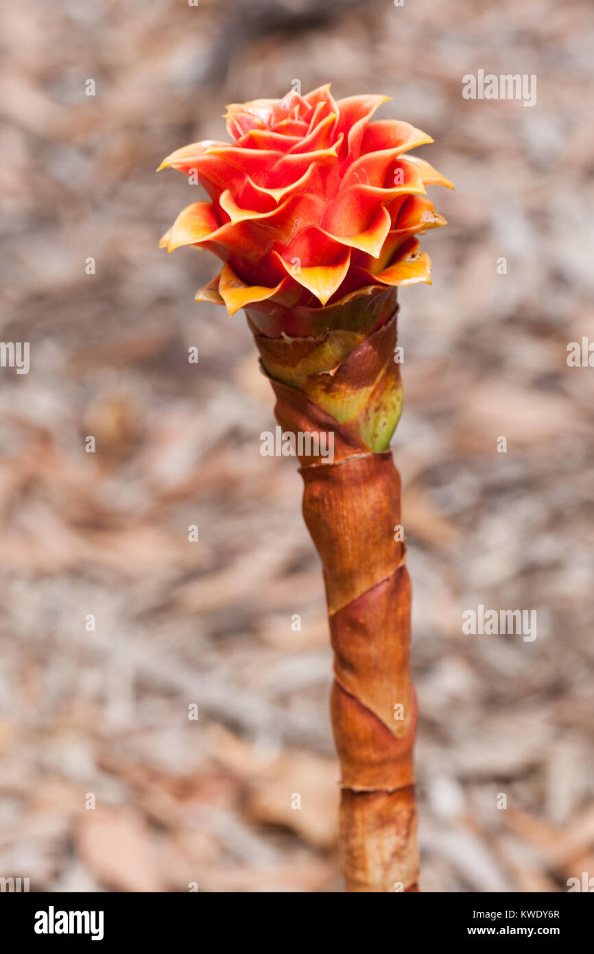 Back-scratcher Ginger (Tapeinochilos ananassae) fruiting Infructescence ...