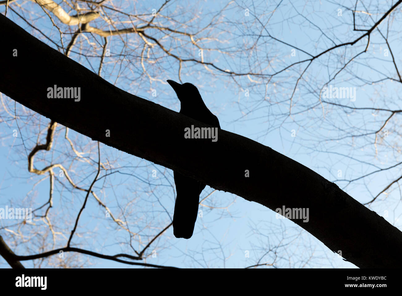 Japanese jungle crow in tree, Zenpukuji Park, Tokyo Stock Photo - Alamy