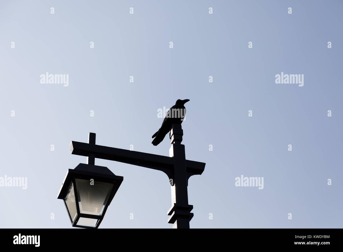 Japanese jungle crow on lamp post; Tokyo, Japan Stock Photo - Alamy