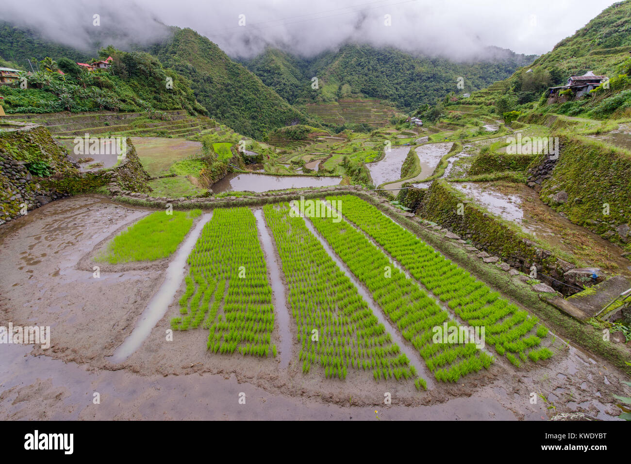 beautiful landscape Batad rice terrace in Banaue, Philippines Stock ...