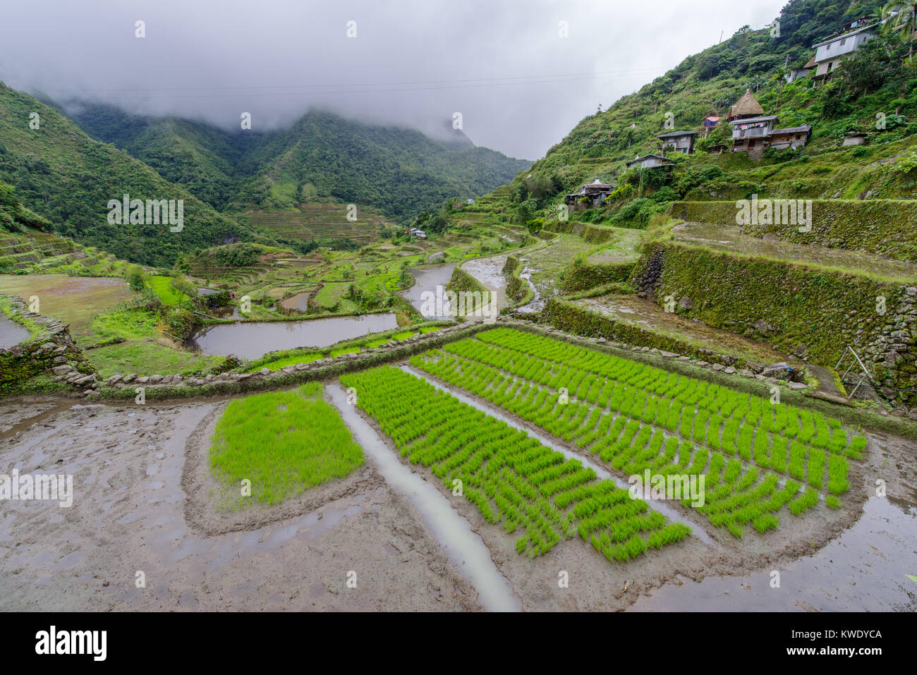 beautiful landscape Batad rice terrace in Banaue, Philippines Stock ...