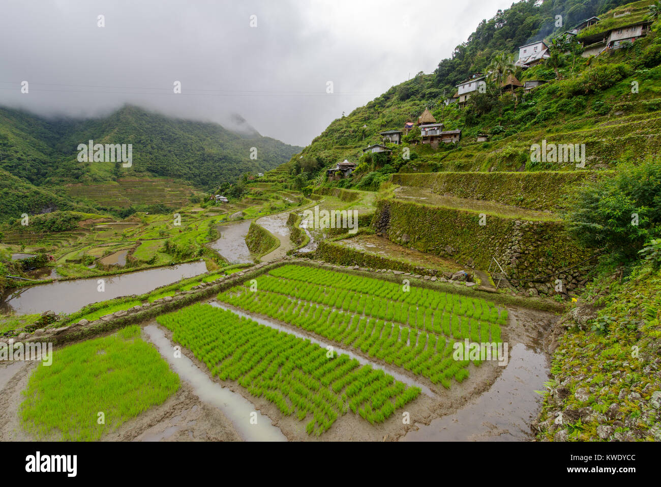 beautiful landscape Batad rice terrace in Banaue, Philippines Stock ...