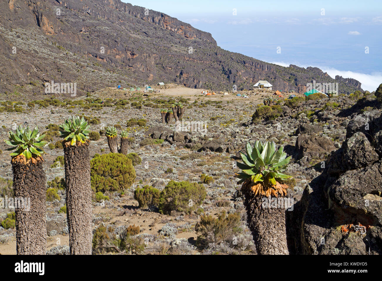 Giant groundsels hi-res stock photography and images - Alamy