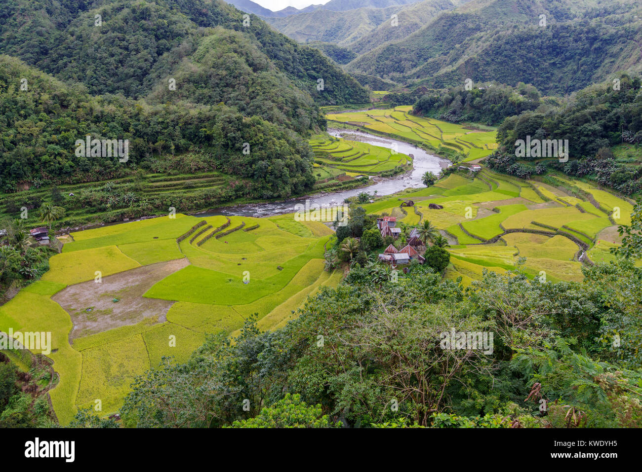 beautiful river and rice field in Banaue , Philippines Stock Photo - Alamy