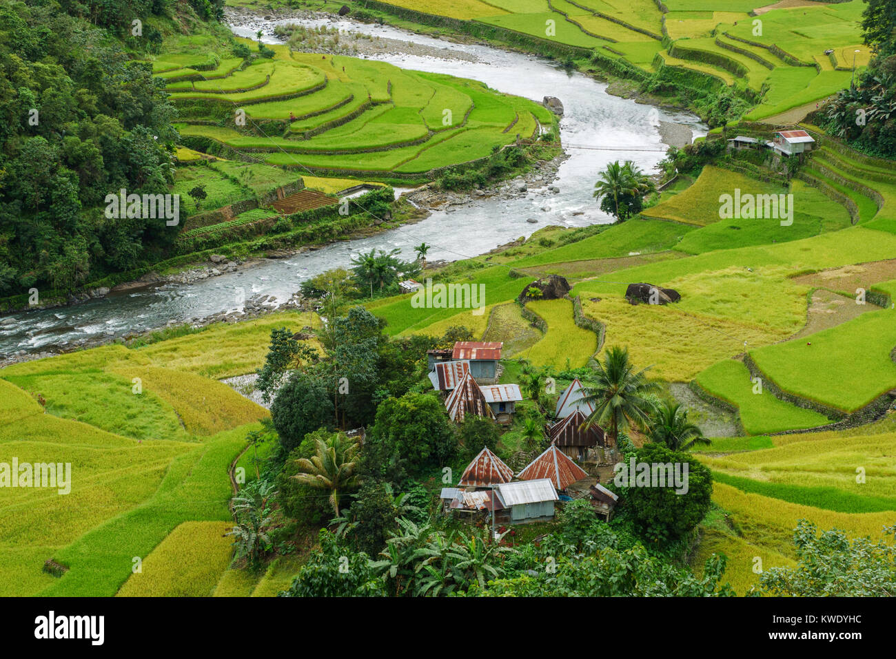 beautiful river and rice field in Banaue , Philippines Stock Photo - Alamy