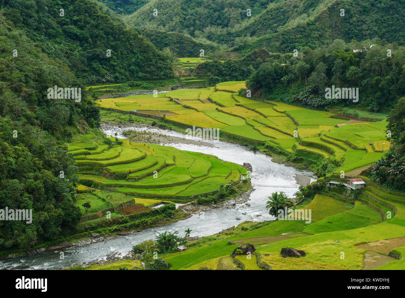 beautiful river and rice field in Banaue , Philippines Stock Photo - Alamy