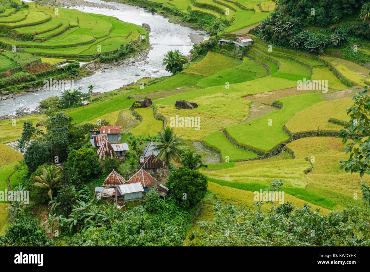 beautiful river and rice field in Banaue , Philippines Stock Photo - Alamy