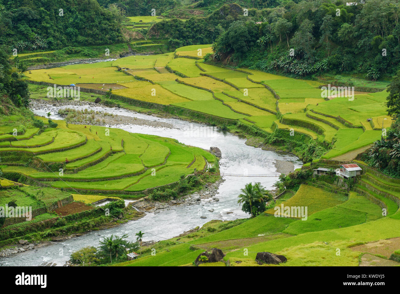 beautiful river and rice field in Banaue , Philippines Stock Photo - Alamy