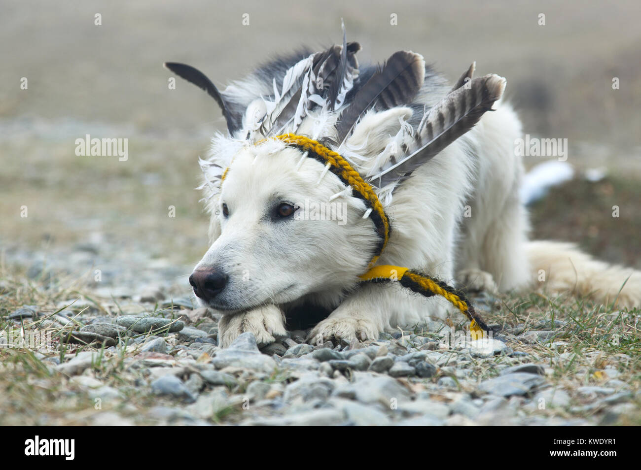 sad dog in the original headdress Stock Photo - Alamy