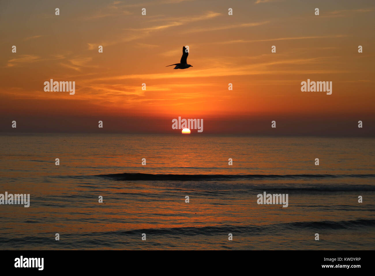 Sunset sea ocean bird hi-res stock photography and images - Alamy