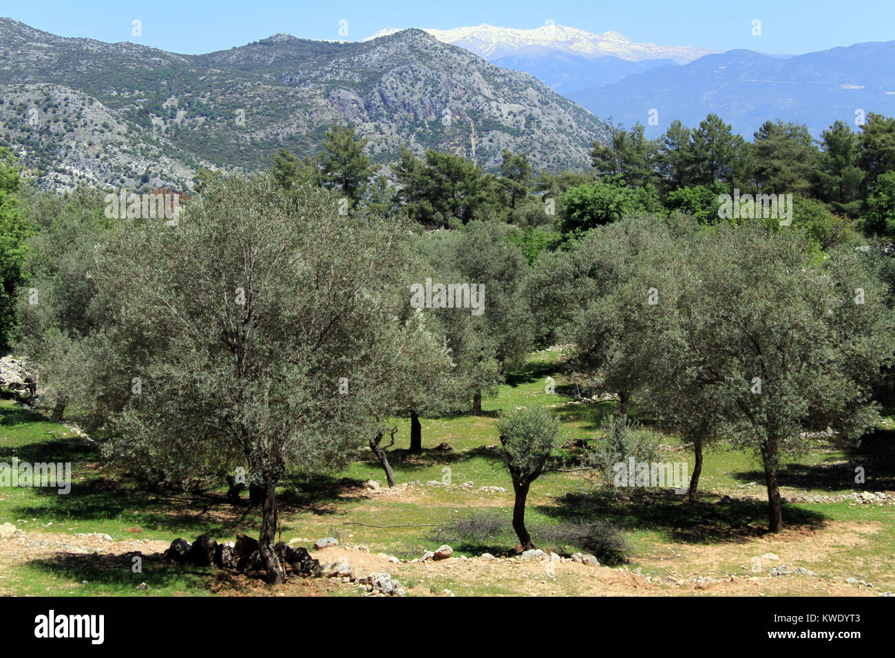 Olive trees in orchard near mountain in Turkey Stock Photo - Alamy