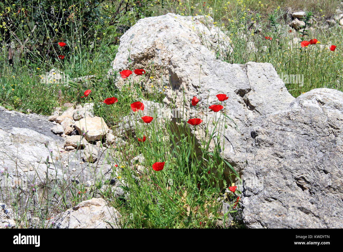 Rocks and red poppies on the green field in Turkey Stock Photo - Alamy