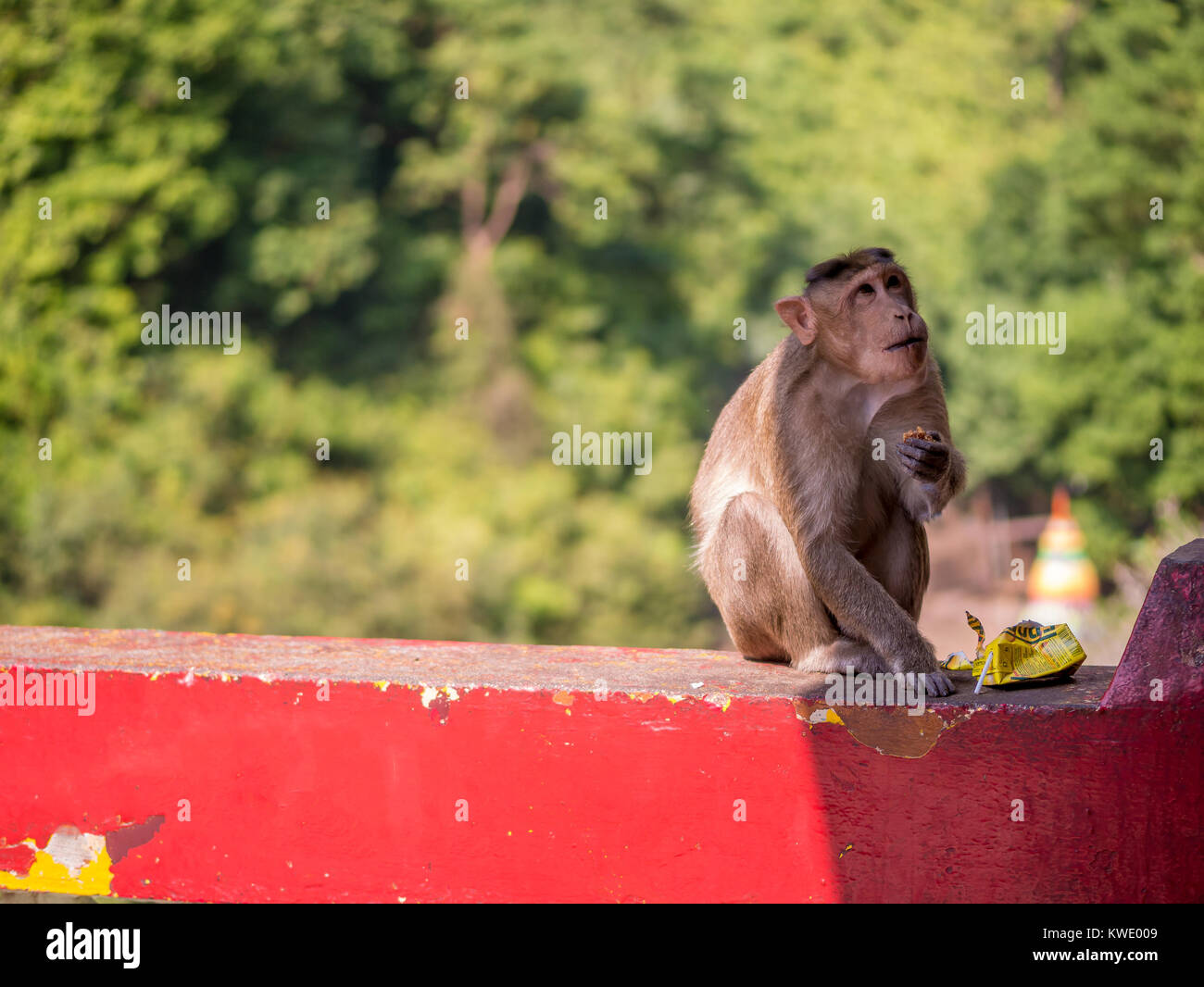 Wild Monkey at Ratnagiri, Maharashtra, India Stock Photo - Alamy