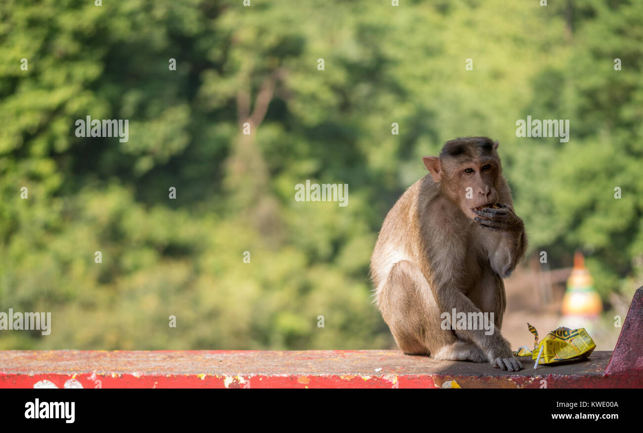 Wild Monkey at Ratnagiri, Maharashtra, India Stock Photo - Alamy