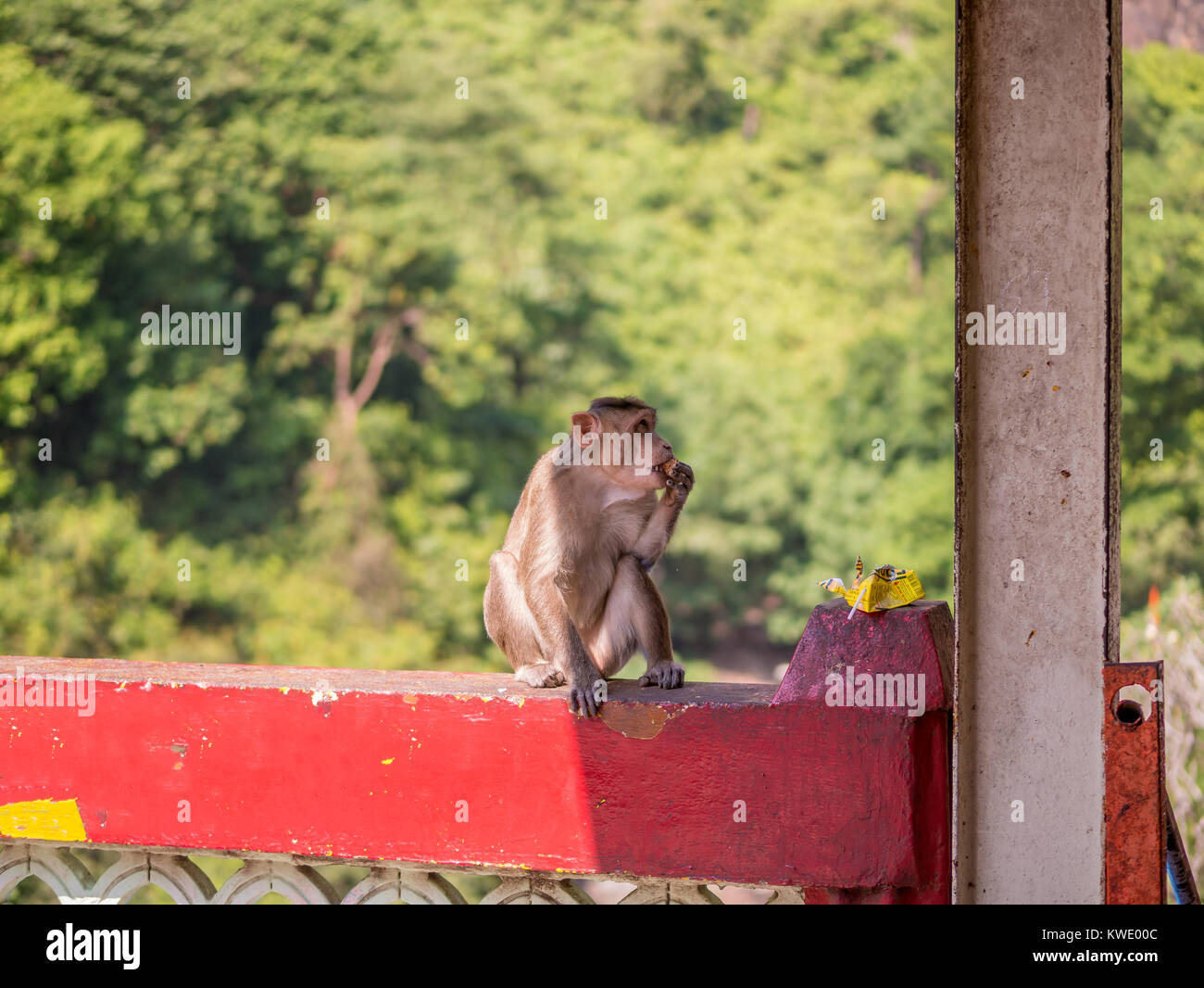 Wild Monkey at Ratnagiri, Maharashtra, India Stock Photo - Alamy