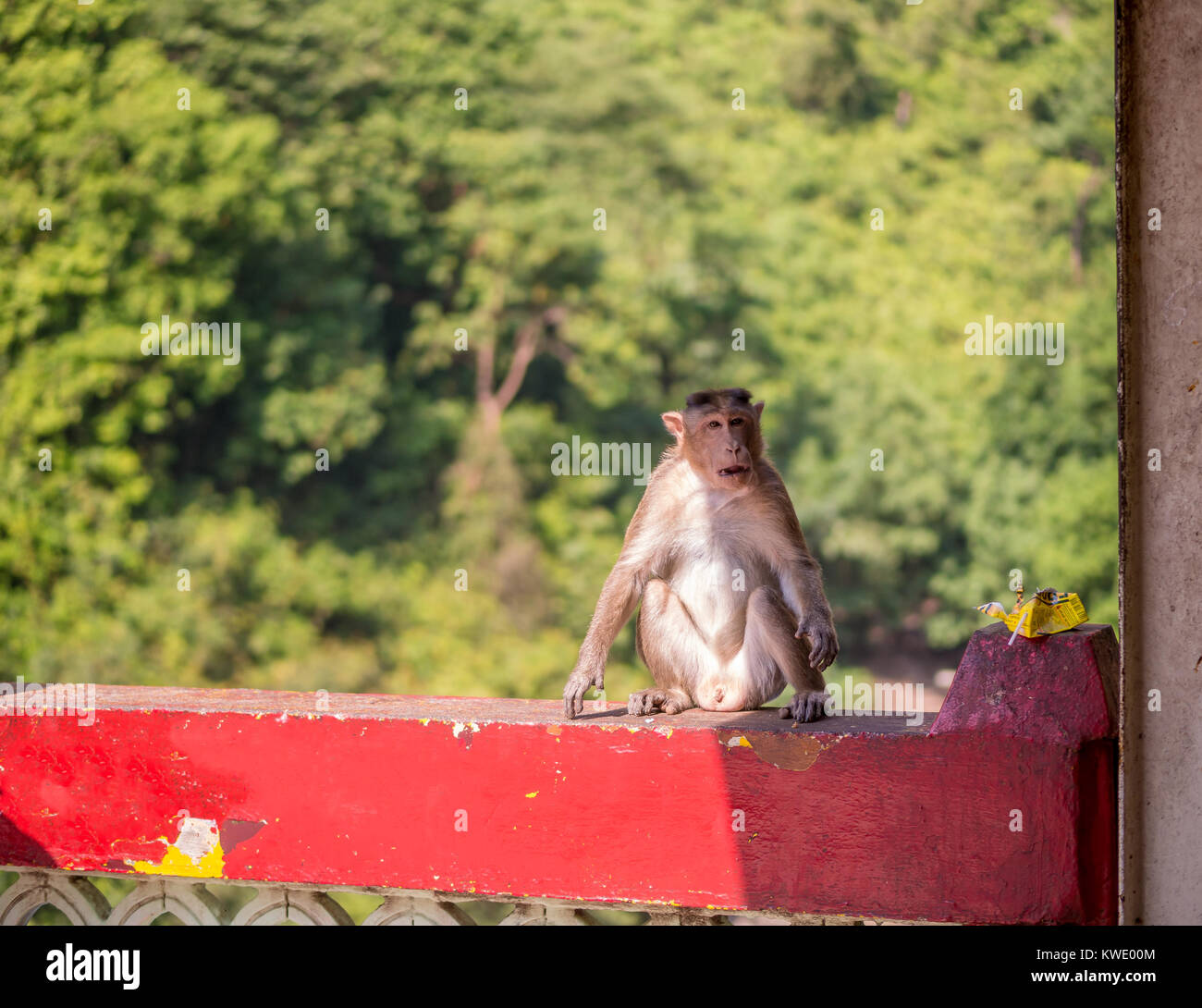 Wild Monkey at Ratnagiri, Maharashtra, India Stock Photo - Alamy