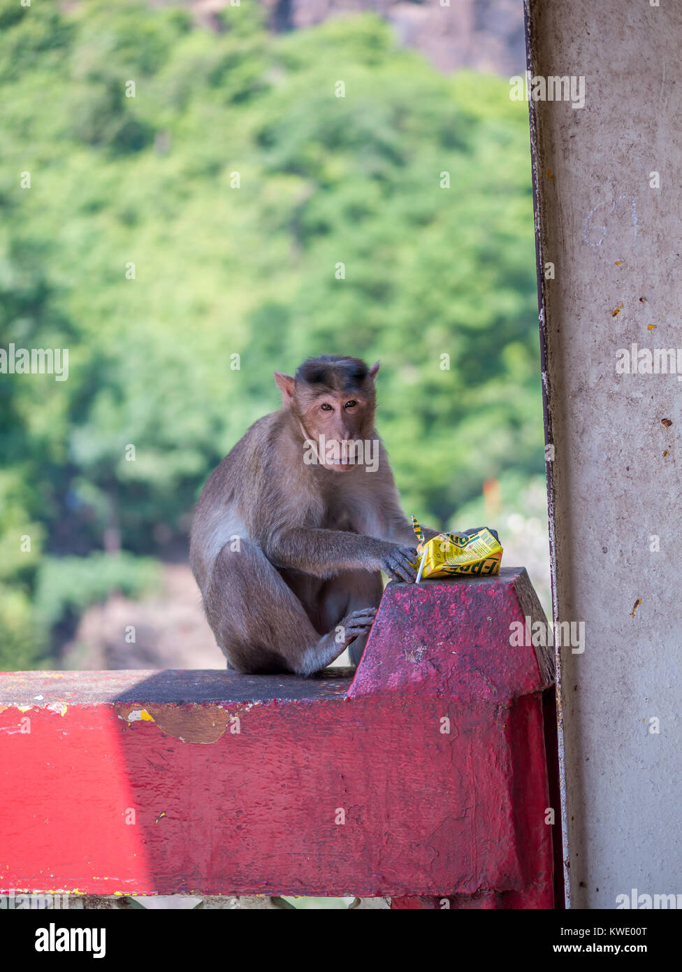 Wild Monkey at Ratnagiri, Maharashtra, India Stock Photo - Alamy