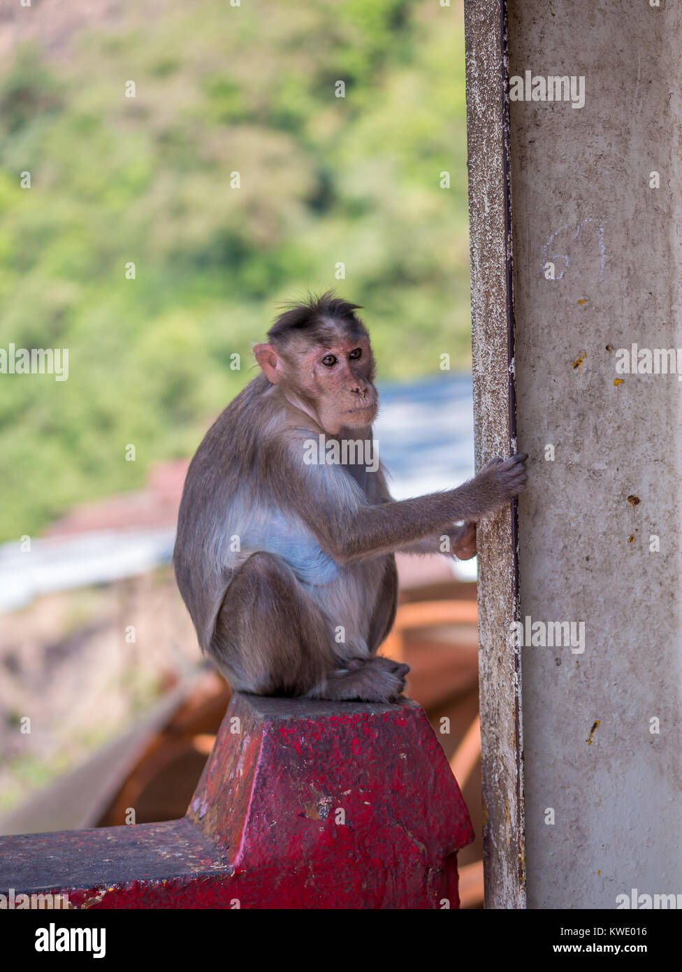 Wild Monkey at Ratnagiri, Maharashtra, India Stock Photo - Alamy