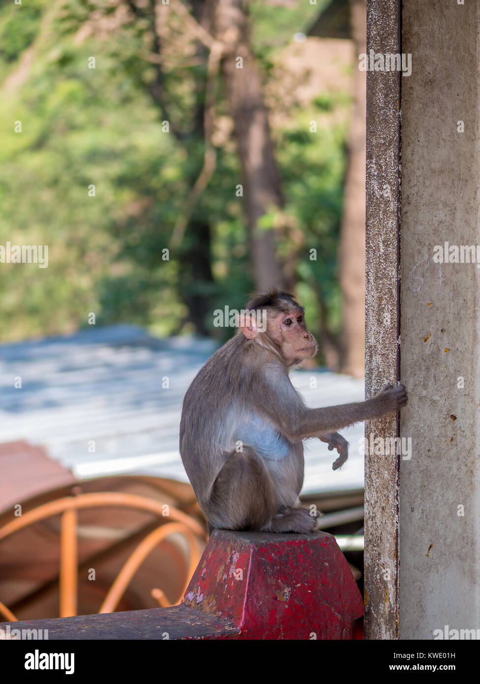 Wild Monkey at Ratnagiri, Maharashtra, India Stock Photo - Alamy