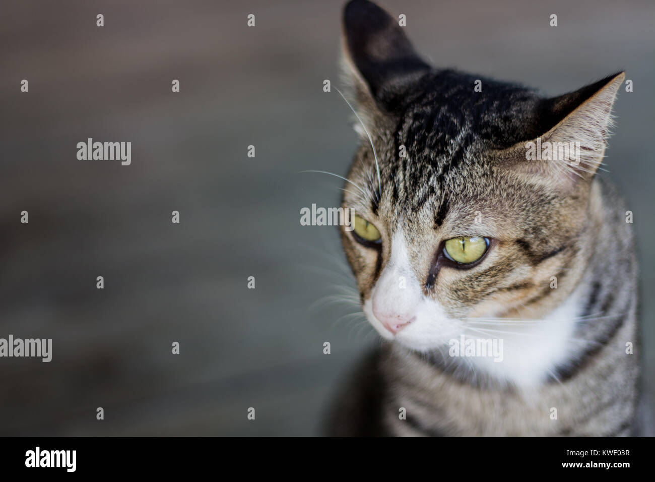 Poster cats play hi-res stock photography and images - Alamy