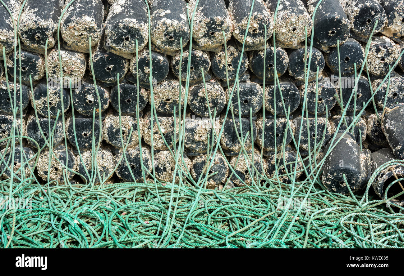 Octopus catching hi-res stock photography and images - Alamy