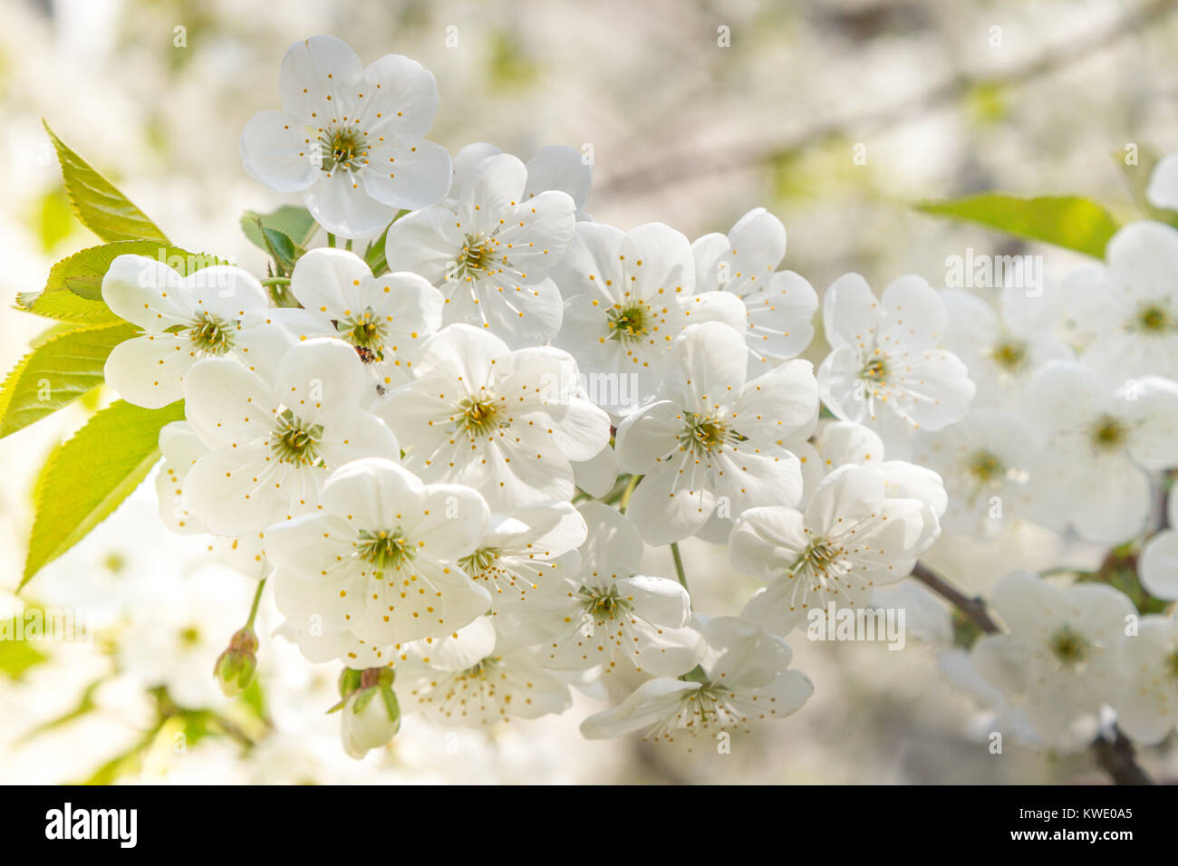 Close up of the blooming branch of the fruit tree. Spring blossoming of ...