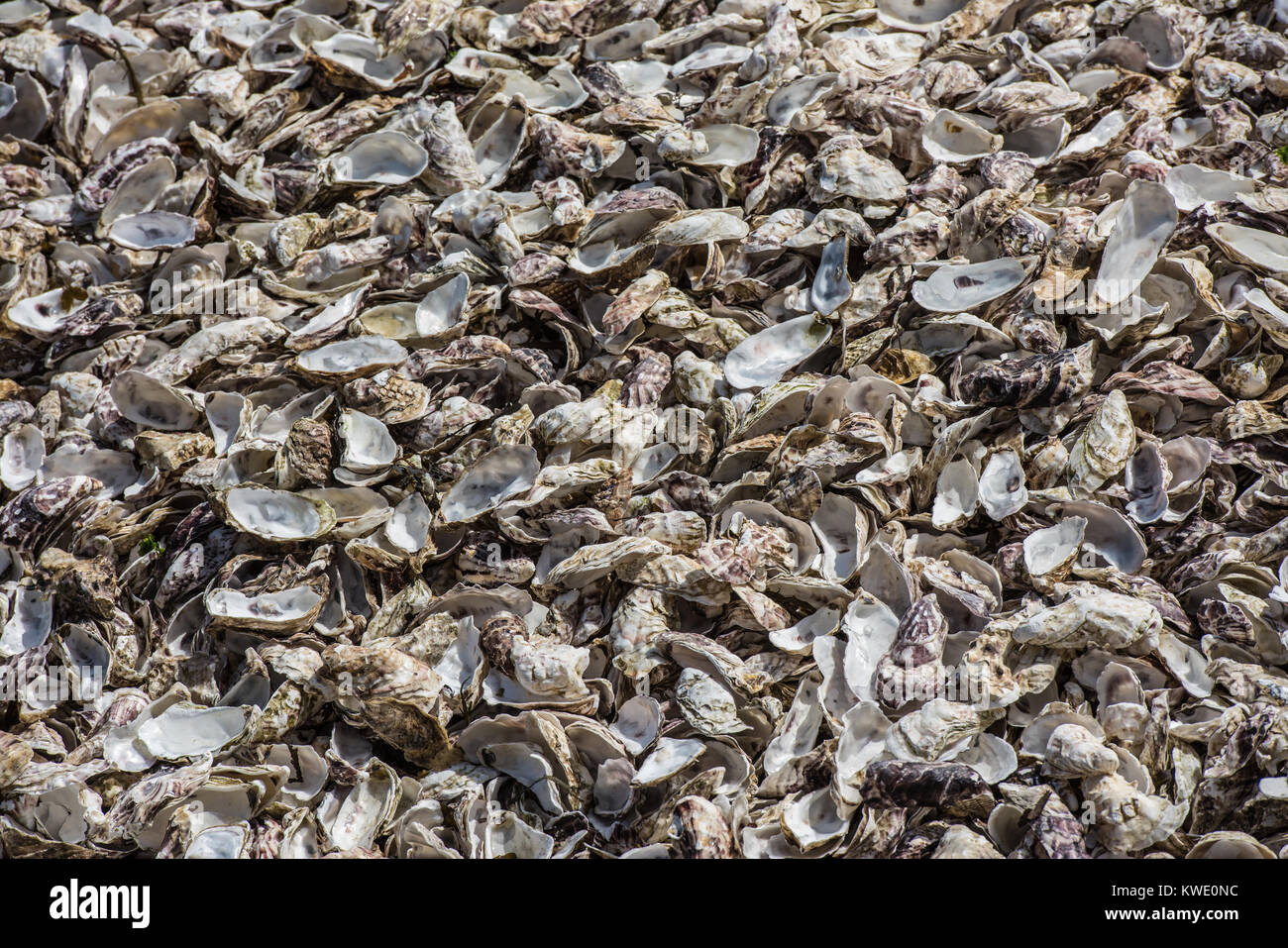 Oyster shell texture hi-res stock photography and images - Alamy